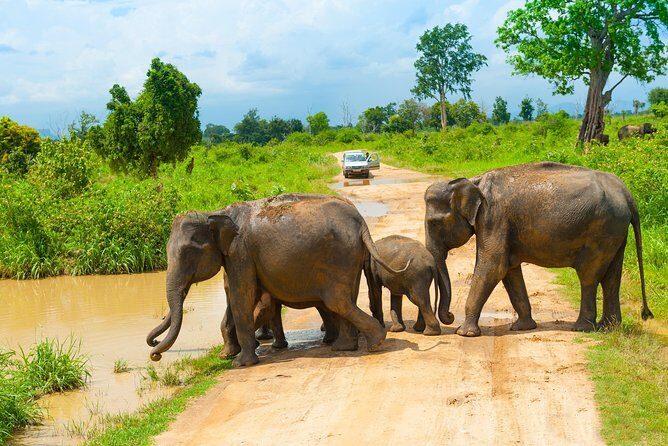 All Inclusive Udawalawa National Park Day Tour From Negombo - Final Thoughts