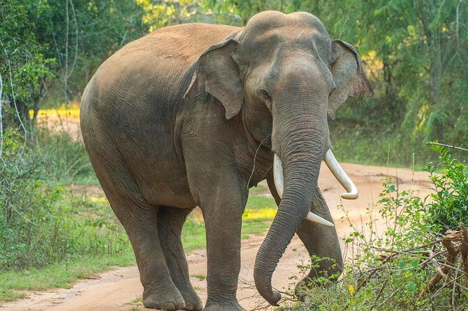 All Inclusive Udawalawa National Park Day Tour From Negombo - Frequently Asked Questions