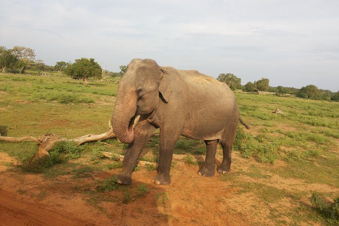 All Inclusive Udawalawe National Park Safari Day Tour from Colombo and Negombo - An Authentic Sri Lankan Wildlife Encounter