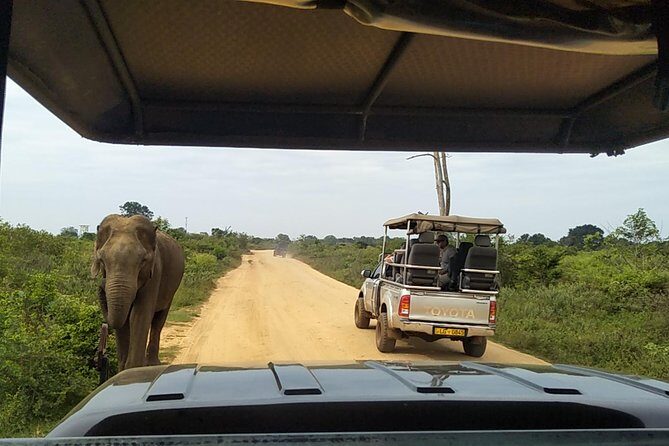 All Inclusive Udawalawe National Park Safari Day Tour from Colombo and Negombo - Transportation and Pricing