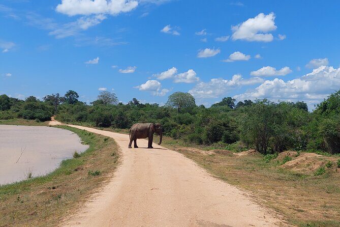 All Inclusive Udawalawe National Park Safari Day Tour from Colombo and Negombo - Expectations and Experience Quality
