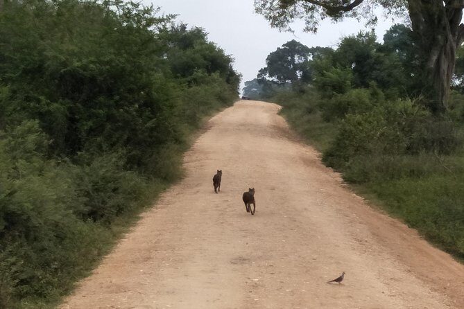 All Inclusive Udawalawe National Park Safari Day Tour from Colombo and Negombo - Final Thoughts
