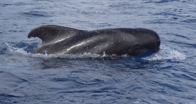 All Inclusive Whale and Dolphin Watching Luxury Tour - Key Points