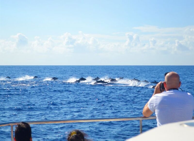 All Inclusive Whale and Dolphin Watching Luxury Tour - An Introduction to Madeira’s Marine Adventure