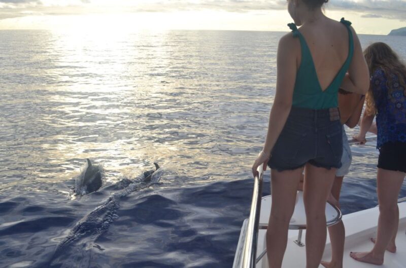 All Inclusive Whale and Dolphin Watching Luxury Tour - The Authentic Marine Experience
