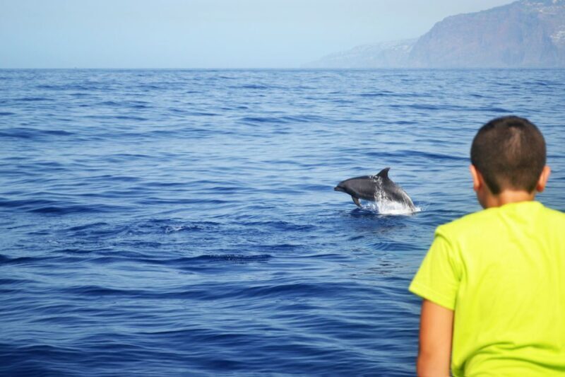 All Inclusive Whale and Dolphin Watching Luxury Tour - FAQs About the Madeira Whale and Dolphin Watching Tour