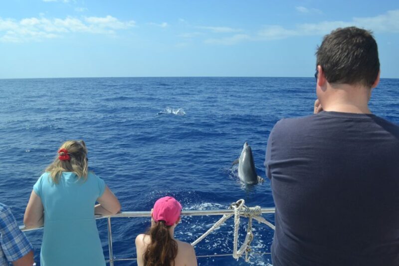 All Inclusive Whale and Dolphin Watching Luxury Tour - The Sum Up