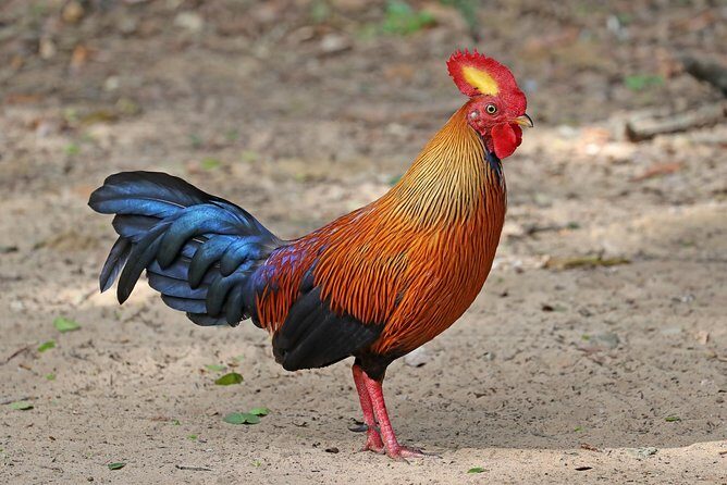 All Inclusive Wilpattu National Park Day Tour From Anuradhapura - Introduction: Why This Tour Might Be Just Right for You