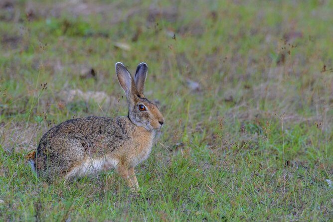 All Inclusive Wilpattu National Park Day Tour From Anuradhapura - Pricing & Value Analysis