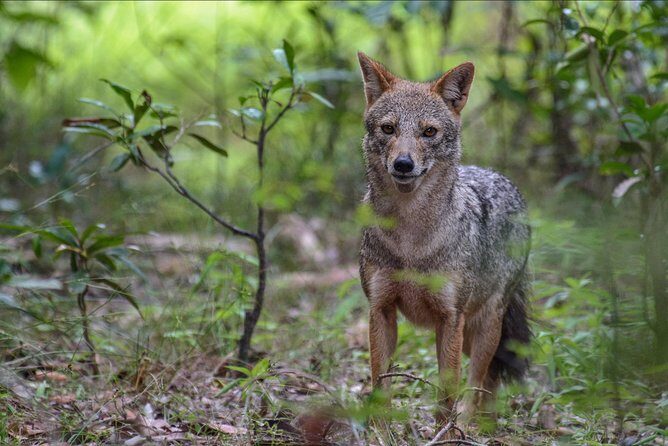 All Inclusive Wilpattu National Park Day Tour From Anuradhapura - FAQ