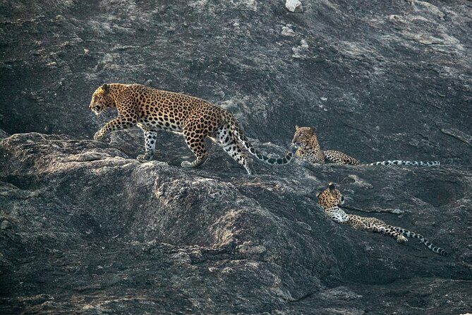 All Inclusive Yala National Park Full Day Game Drive - Key Points