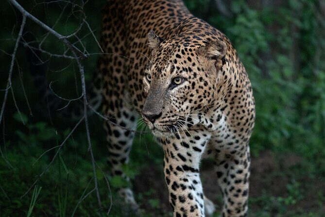 All Inclusive Yala National Park Full Day Game Drive - The Experience: A Day in Yala National Park