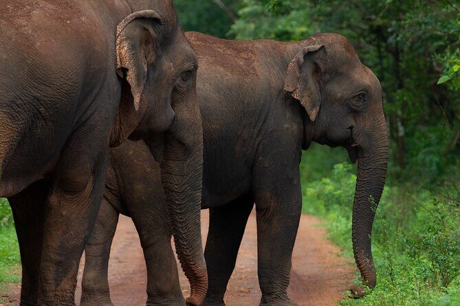 All Inclusive Yala National Park Full Day Game Drive - The Sum Up: Is This Safari Right for You?