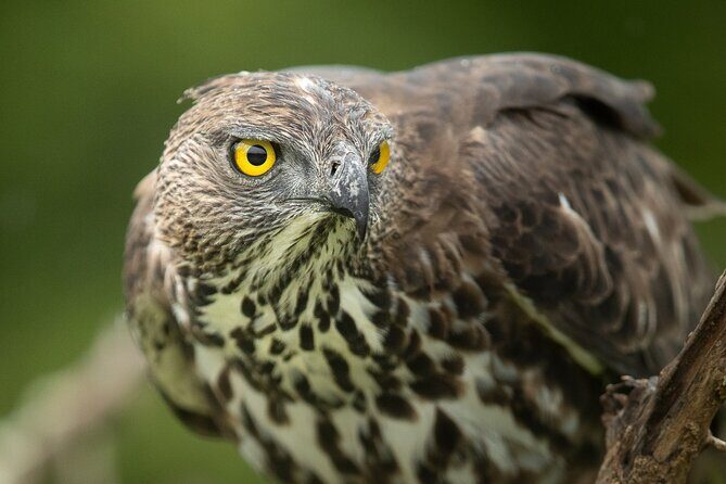 All Inclusive Yala National Park Full Day Game Drive - FAQ