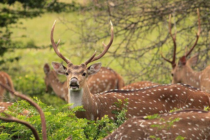 All Inclusive Yala National Park Full Day Safari - Who Should Book This Tour?