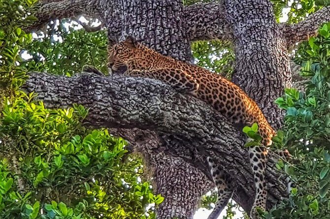 All Inclusive Yala National Park Jeep Safari Day Tour from Colombo & Negombo - Key Points