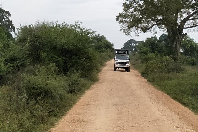 All Inclusive Yala National Park Jeep Safari Day Tour from Colombo & Negombo - Detailed Breakdown of the Itinerary and Experience