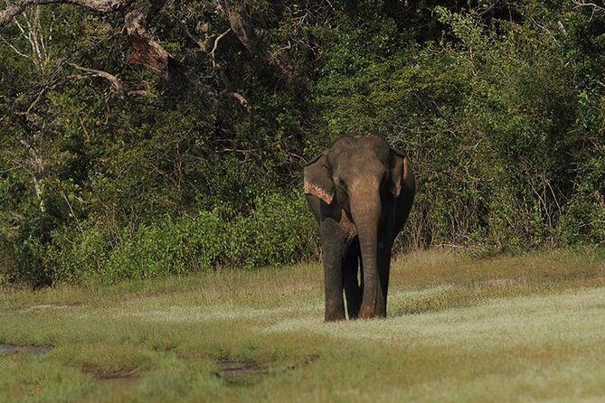 All Inclusive Yala National Park Jeep Safari Day Tour from Colombo & Negombo - Analyzing the Value and Practicality