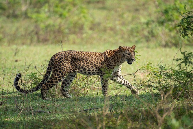 All Inclusive Yala National Park Jeep Safari from Colombo - Key Points