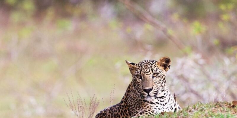 All-Inclusive Yala Safari Adventure and Beachside BBQ - Returning to Your Hotel: Comfort and Convenience