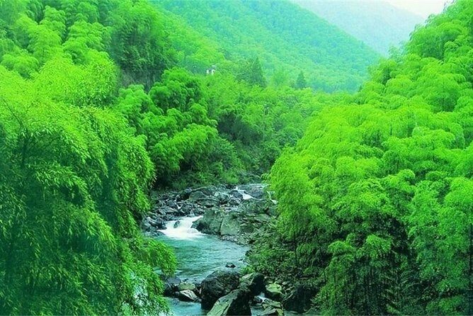 All Inclusive Yixing Bamboo Forest Private Day Tour from Shanghai - Why Choose a Private Tour to Yixing’s Bamboo Forest?