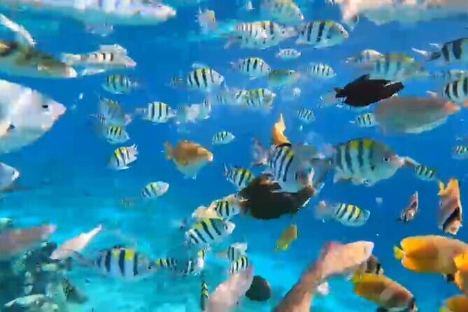 All Inclusive:Bali to Gili Islands | Snorkeling + Transfers + Stay-3Days/2Nights - Final Words: Is It Worth It?