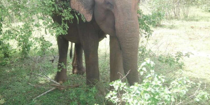 All inclussive Udawalawa National Park Safari From Colombo - Key Points