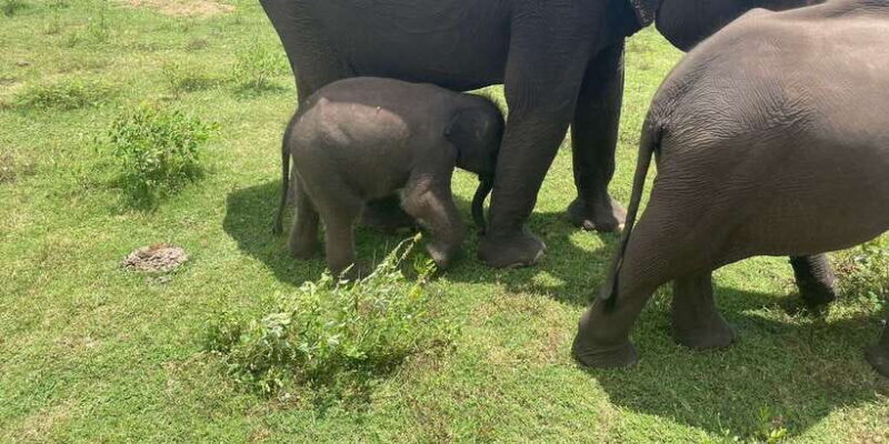 All inclussive Udawalawa National Park Safari From Colombo - The Real Value of This Tour