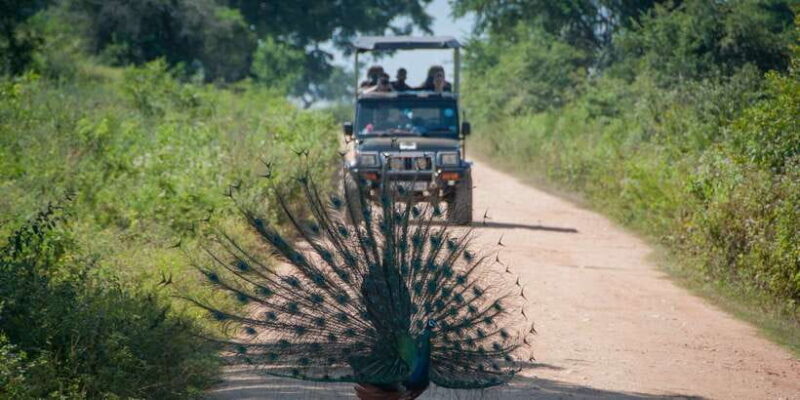 All inclussive Udawalawa National Park Safari From Colombo - Detailed Breakdown of the Itinerary