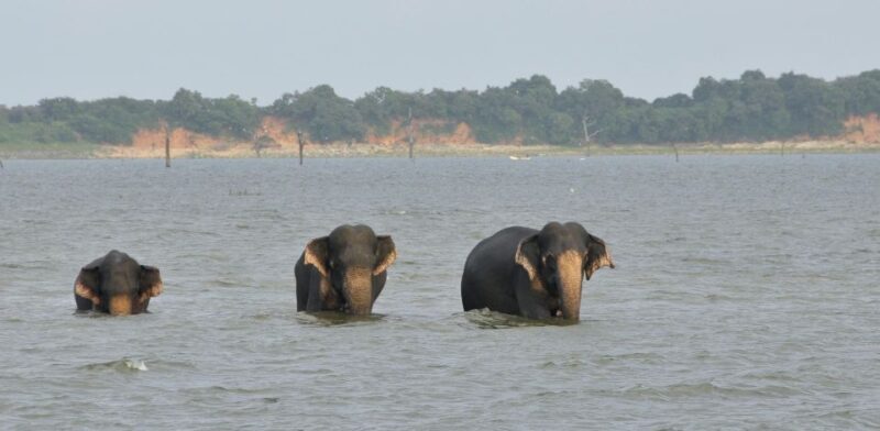 All inclussive Udawalawa National Park Safari From Colombo - The Sum Up: Is It Worth It?
