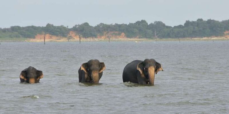 All inclussive Udawalawa National Park Safari From Colombo - FAQ