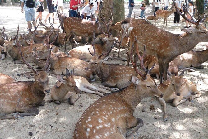 All must-sees in 3 hours - Nara Park Classic Tour! From JR Nara! - Key Points