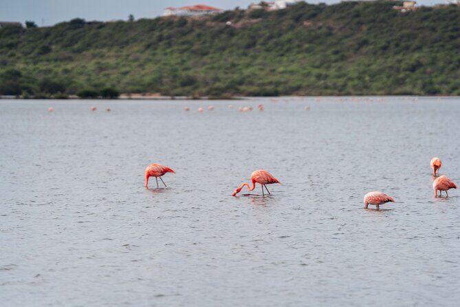 All West Beach Hopping Tour - Final Words