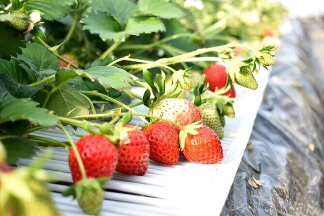 All-you-can-eat picking of organic strawberries in Yamanashi - A Fresh Take on Japan’s Cherry-Filled Fields: Organic Strawberry Picking in Yamanashi