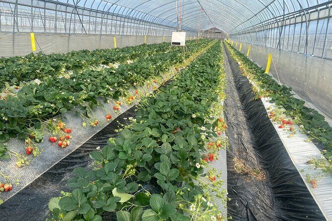 All-you-can-eat picking of organic strawberries in Yamanashi - Discovering Yamanashi’s Strawberry Fields: What to Expect