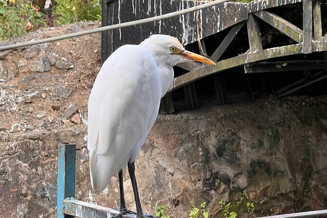 Alleppey Serene Canals Tour with Canoe Ride & Lunch from Kochi - Authentic Experiences and Guide Insights