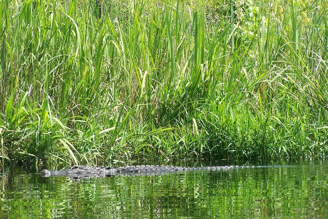 Alligator River Kayak Adventure - Exploring the Itinerary: What to Expect on Your Trip