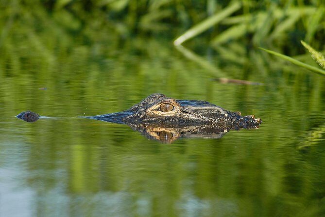 Alligator River Kayak Adventure - Practical Tips for Your Trip