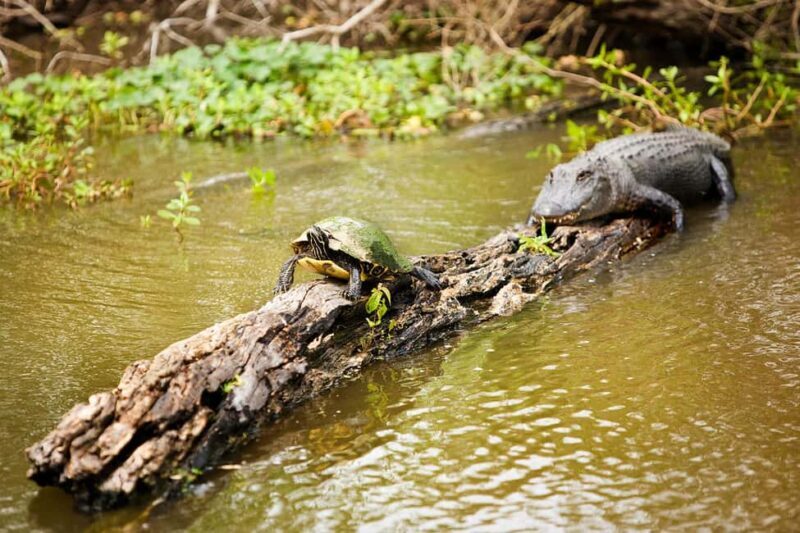 Alligator Swamp Tour by Gray Line New Orleans - The Value of the Experience