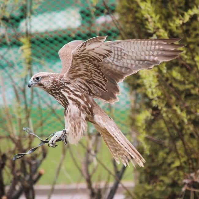 Almaty: Big Almaty Lake Hike and Falconry Show Tour - Authenticity and Practical Tips