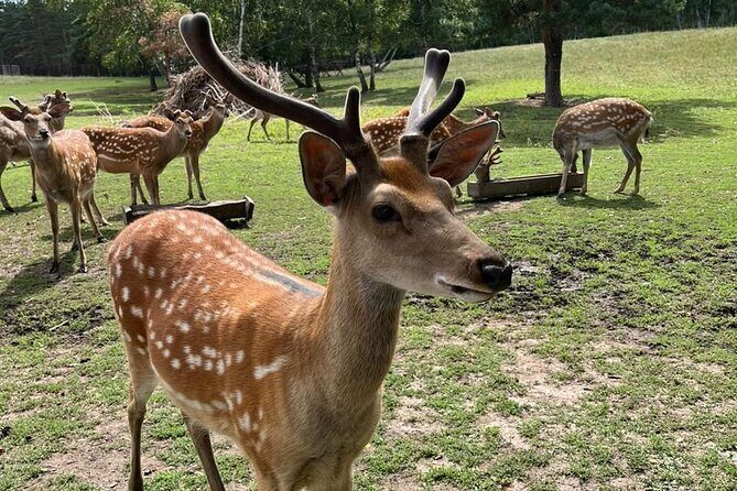 Almaty City Tour Green Bazaar Iconic City Routes and Kok Tobe - Introduction to the Tour