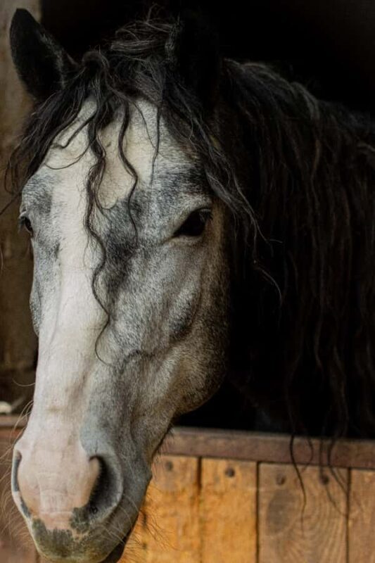 Almaty: Custom city tour, Shymbulak & Horseback-riding - What to Expect from the Tour