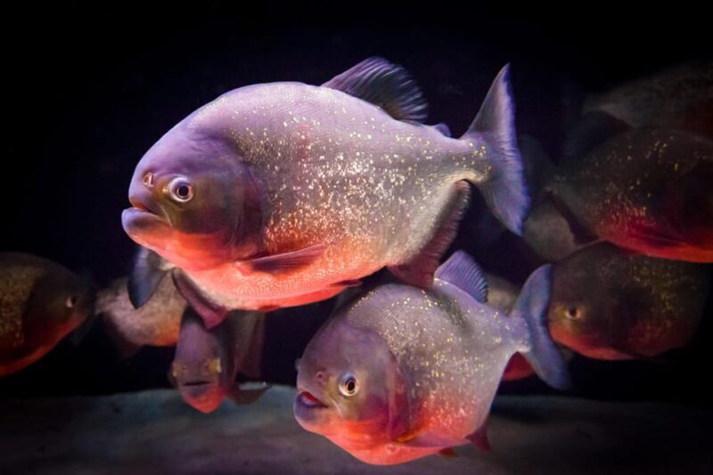 Almería: Aquarium Costa de Almería Entry Ticket - FAQ