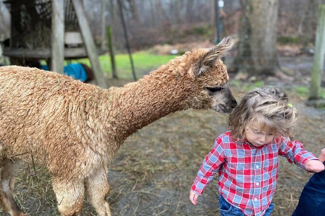 Alpaca and Llama Encounter with Guided Walk - What to Expect from Your Alpaca and Llama Encounter