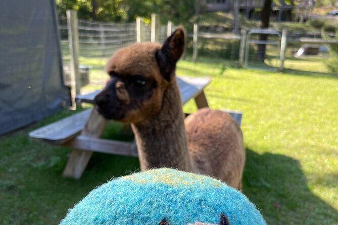 Alpaca and Llama Encounter with Guided Walk - Final Thoughts: Who Should Book This Tour?