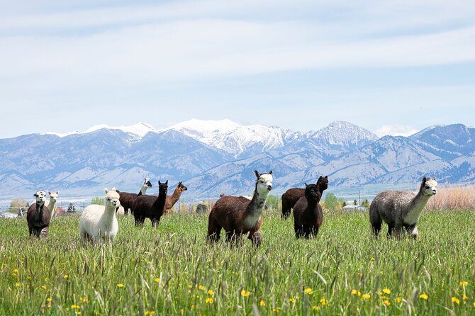 Alpaca and Llama Farm Tour - Introduction