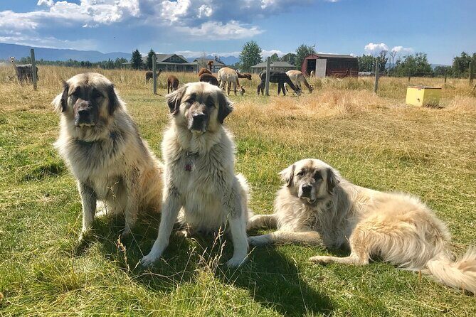 Alpaca and Llama Farm Tour - The Itinerary in Detail