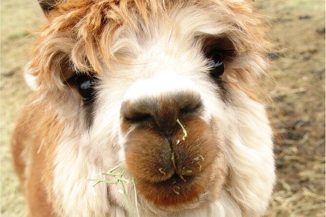 Alpaca and Llama Farm Tour - Authentic Experiences and Genuine Charm