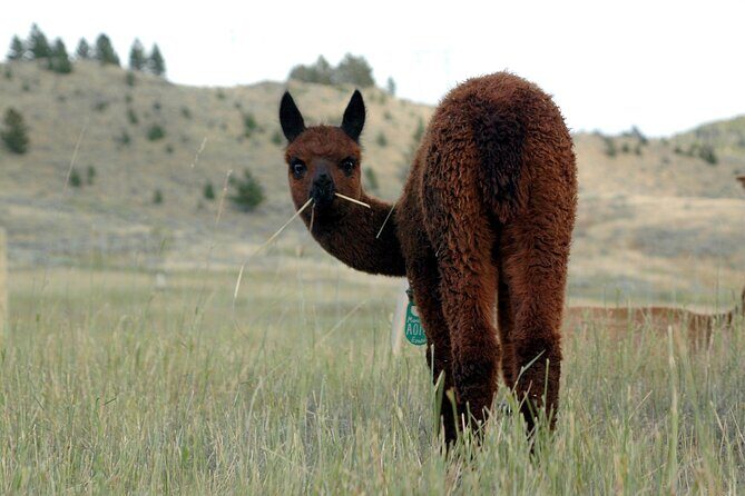 Alpaca and Llama Farm Tour - Who Will Love This Tour?
