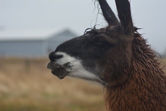 Alpaca and Llama Farm Tour - The Sum Up